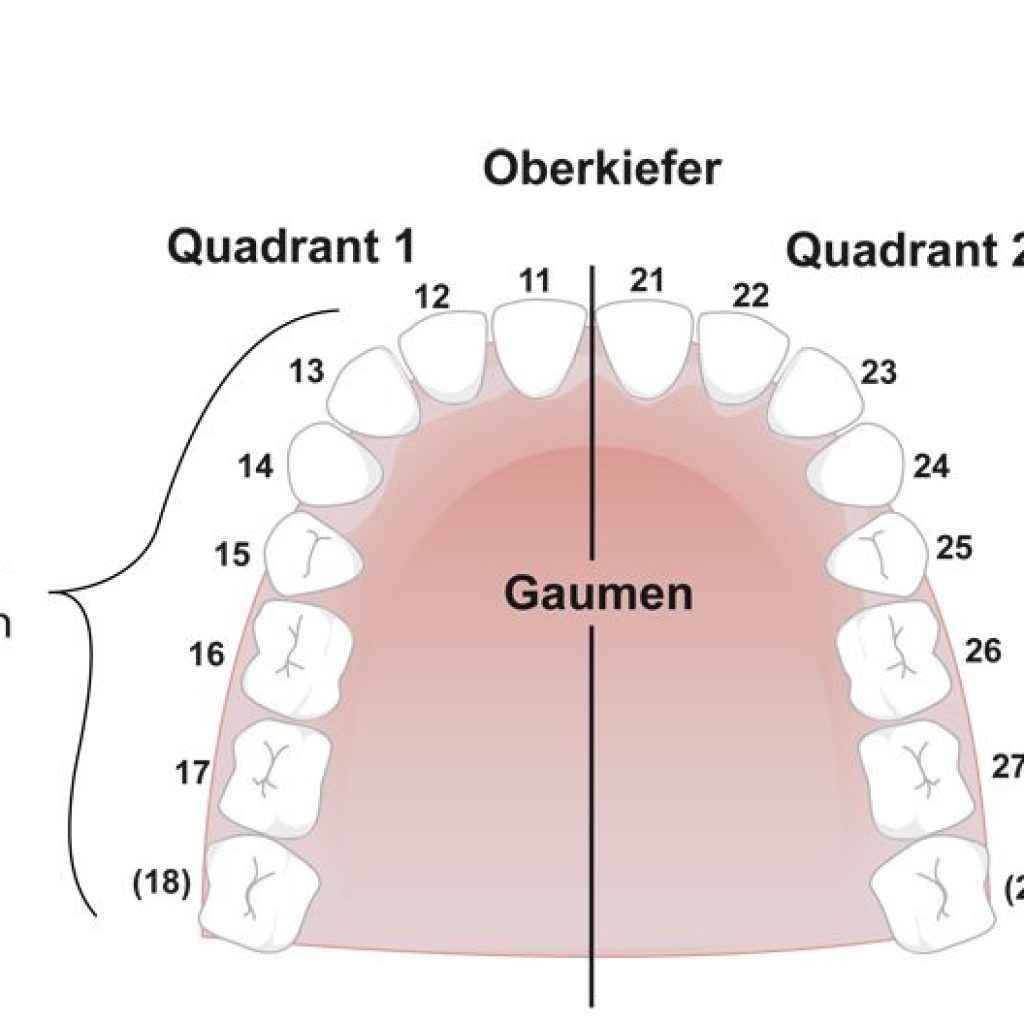 zahnbogen - KFO Dr. Nora Plathner-Wieck